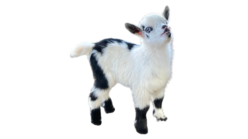 Available Kids | prancingponydairygoats.com